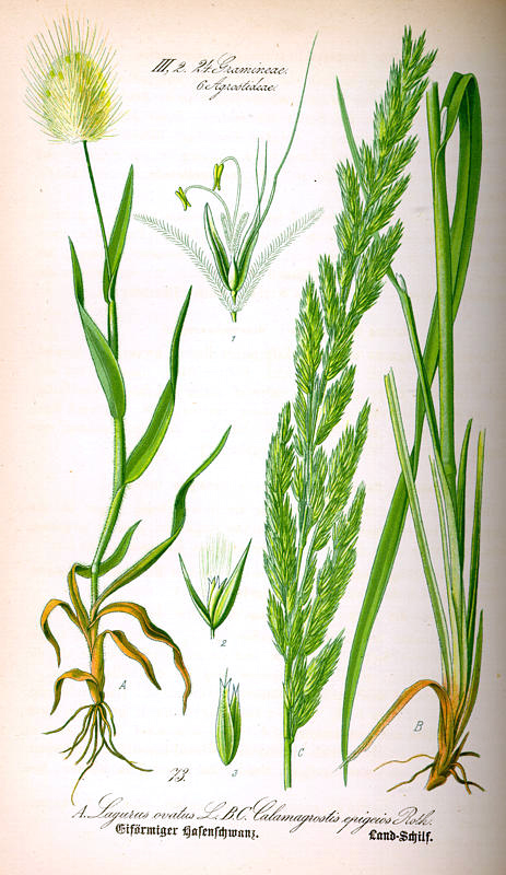 Land-Reitgras | Naturwissenschaftlicher Verein für Schwaben e.V.