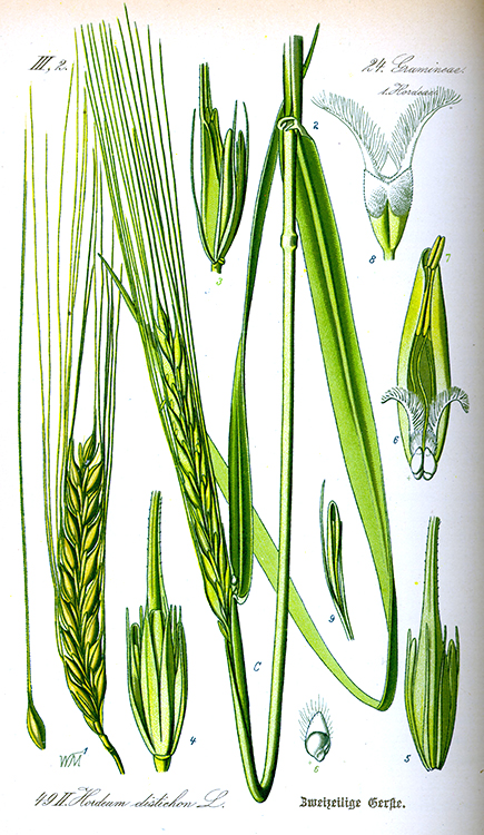 Zweizeilige_Gerste | Naturwissenschaftlicher Verein für Schwaben e.V.